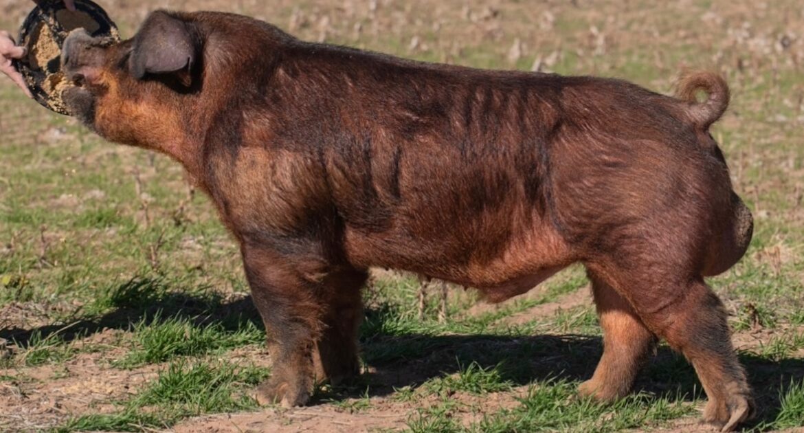 Fond (Duroc) – Cryosires