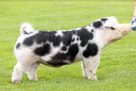 Mr. Irrelevant (Spot) – Cryosires