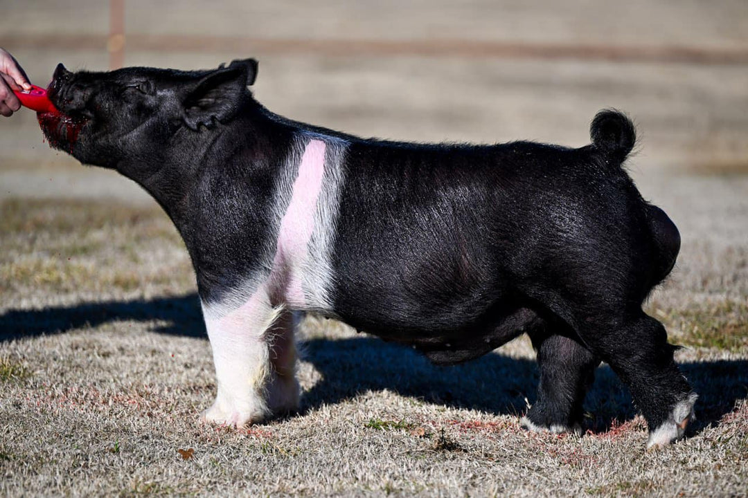 Coulson Showpigs – Cryosires