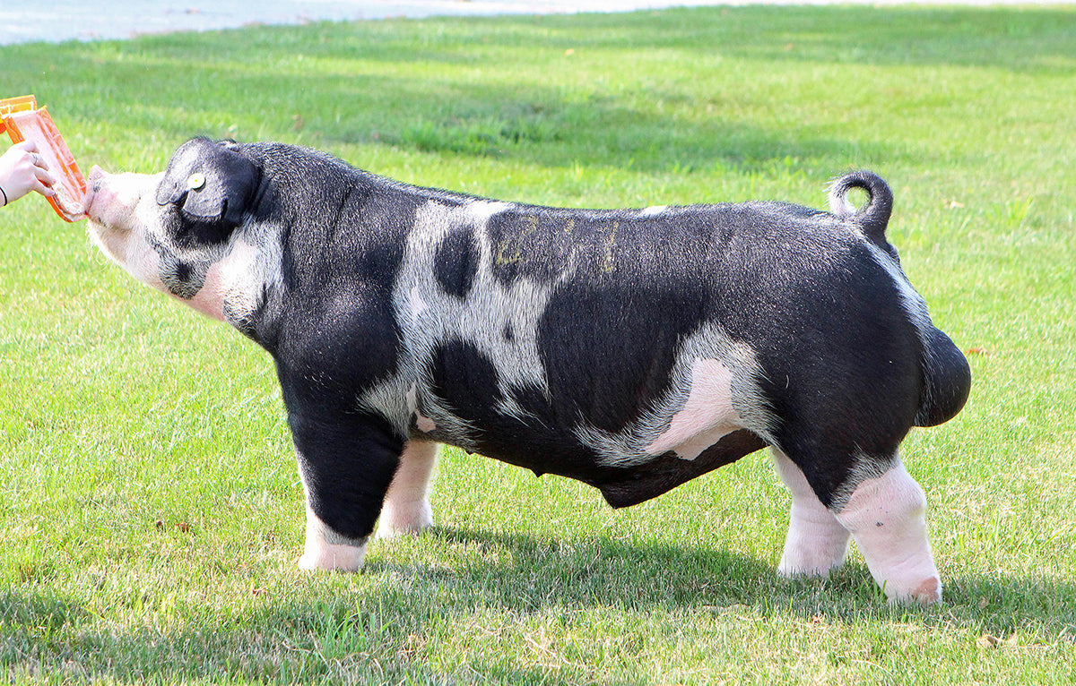 Lace Em Up (Spot) – Cryosires