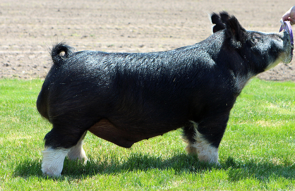 Otter's Pocket (Berkshire) – Cryosires