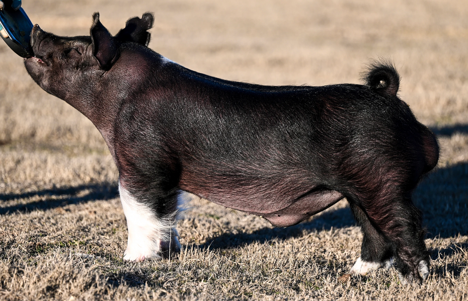 Coulson Showpigs – Cryosires