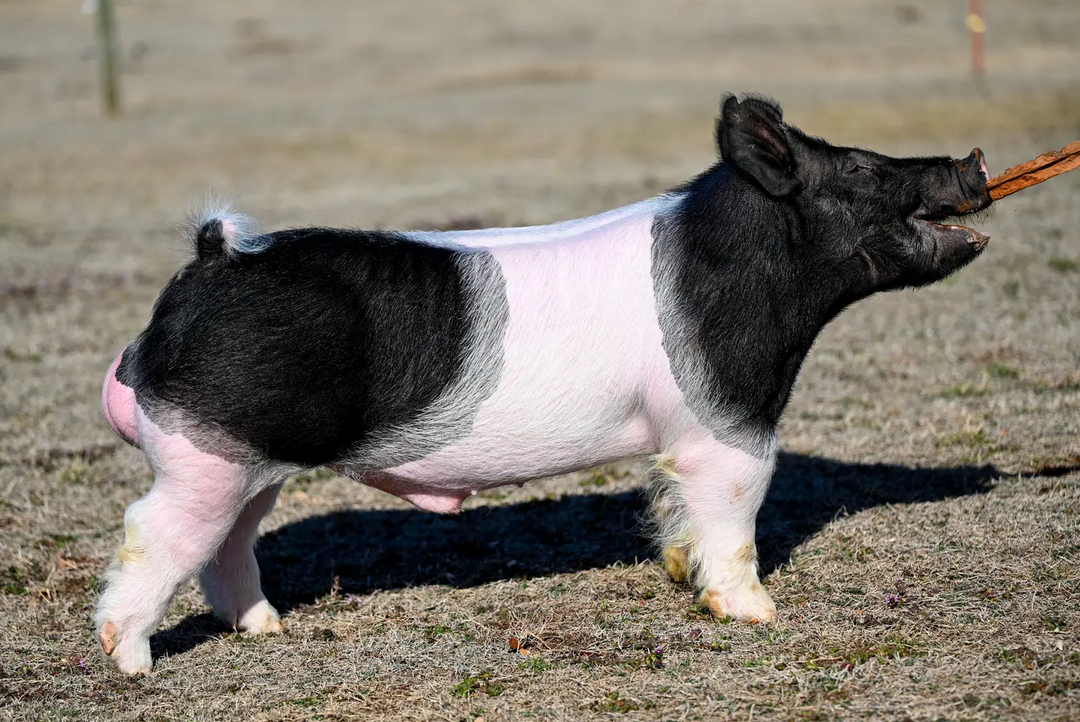 Coulson Showpigs – Cryosires