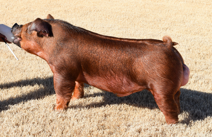 Chad Hill Durocs – Cryosires