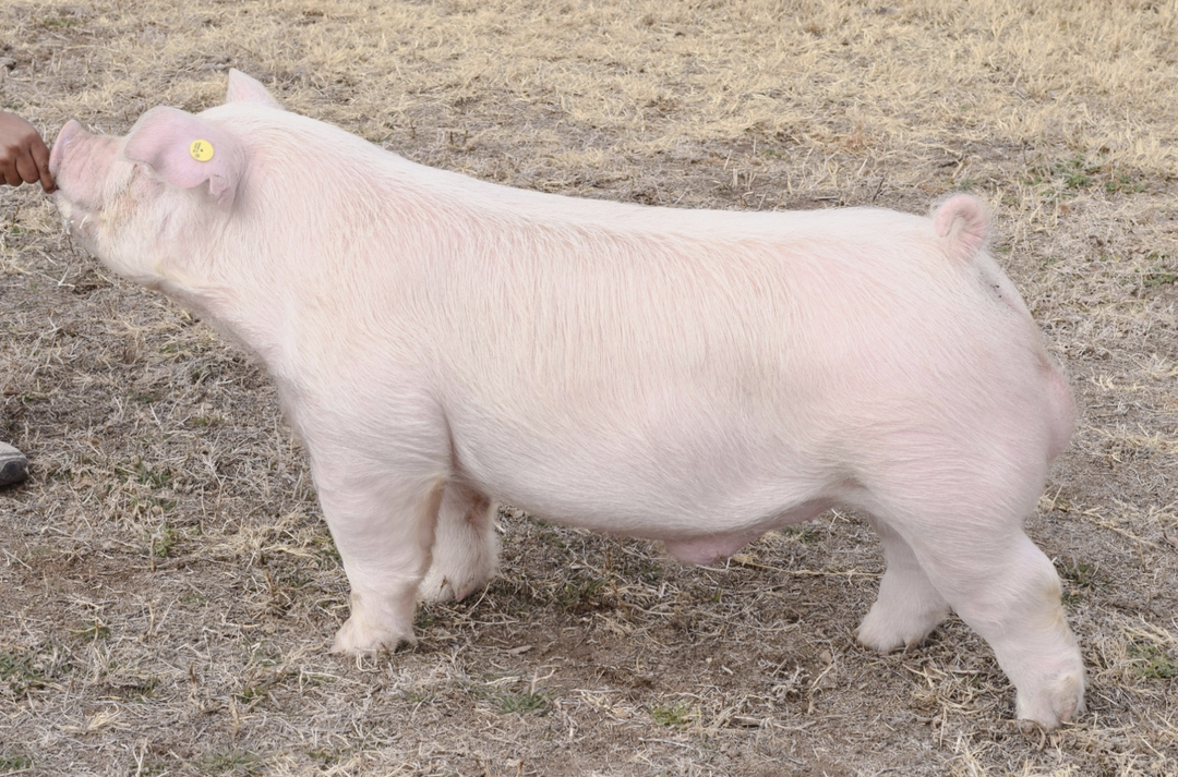 Chad Hill Durocs – Cryosires