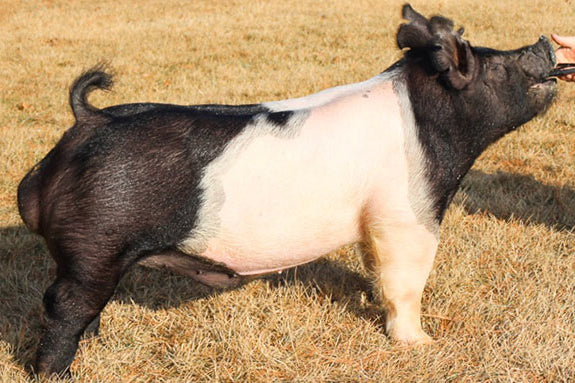 Little Bro (Cross) – Cryosires