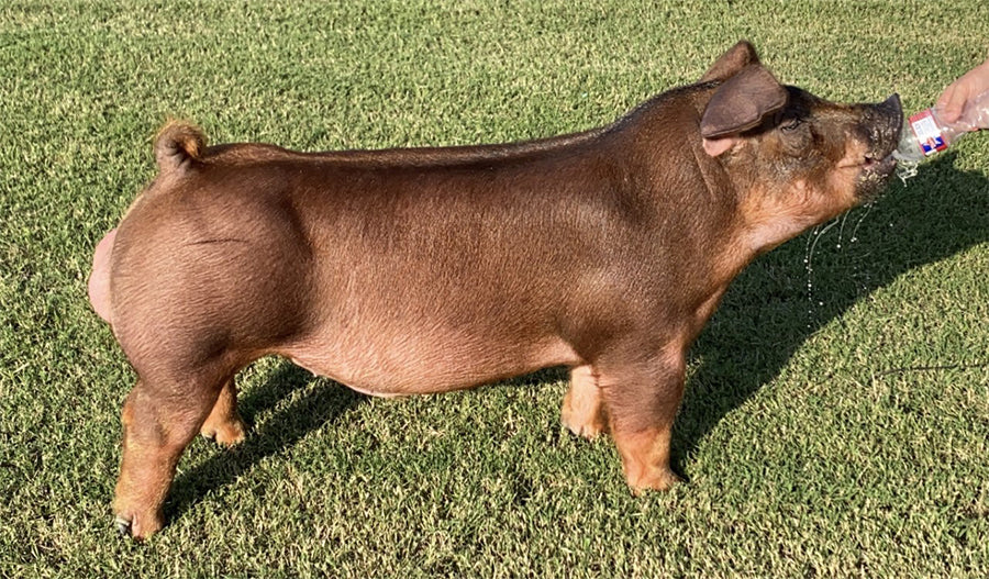 Red Kingdom (Duroc) – Cryosires