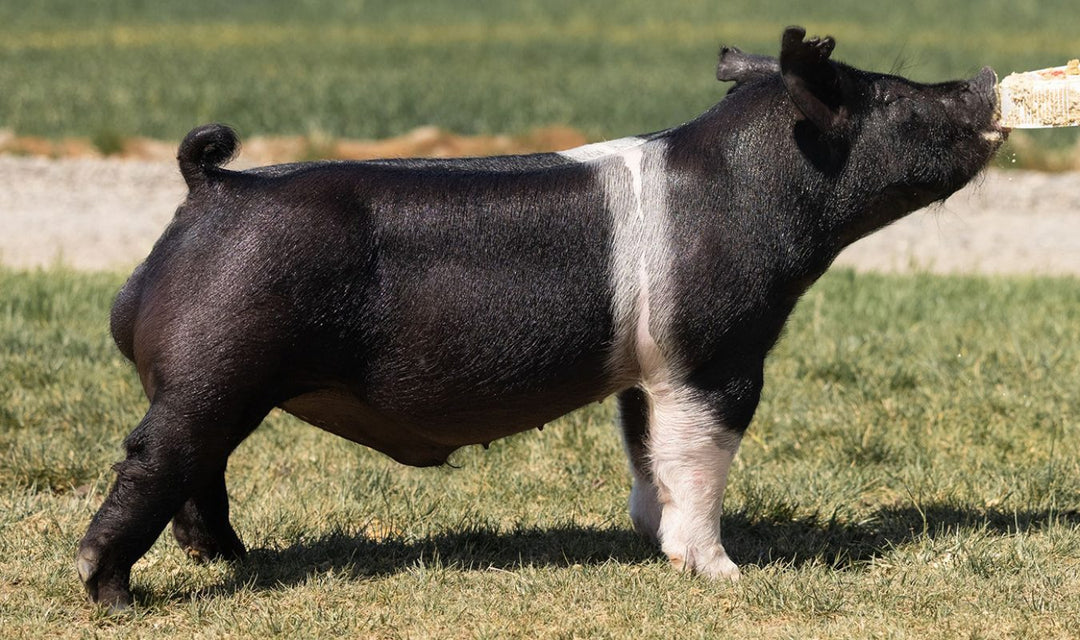 Crossbred – Page 5 – Cryosires