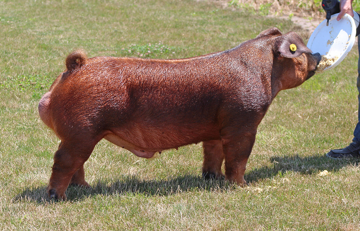 Beer Goggles (Duroc) – Cryosires