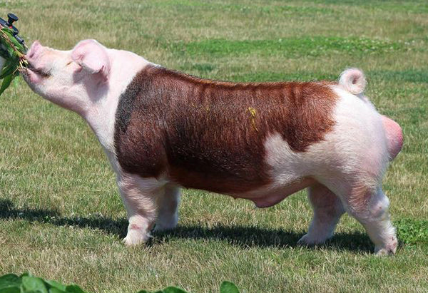 Guardrail (Hereford) – Cryosires