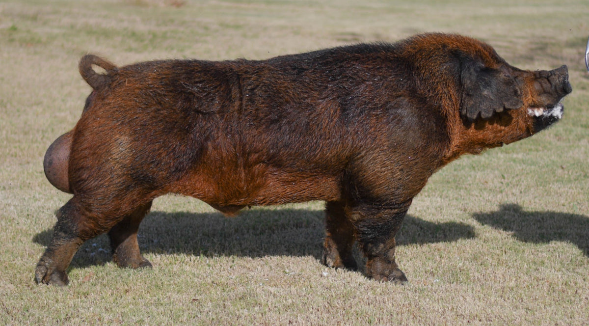 Make it Hail (Duroc) – Cryosires